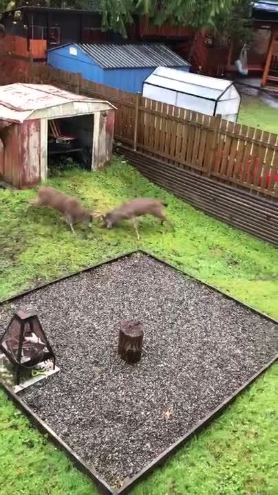 Bucks Tear up Grass During Scuffle in Person's Backyard | Jukin Licensing