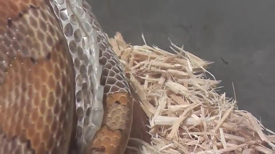 Corn Snake Slithers Out of Skin in Shedding Process | Jukin Licensing