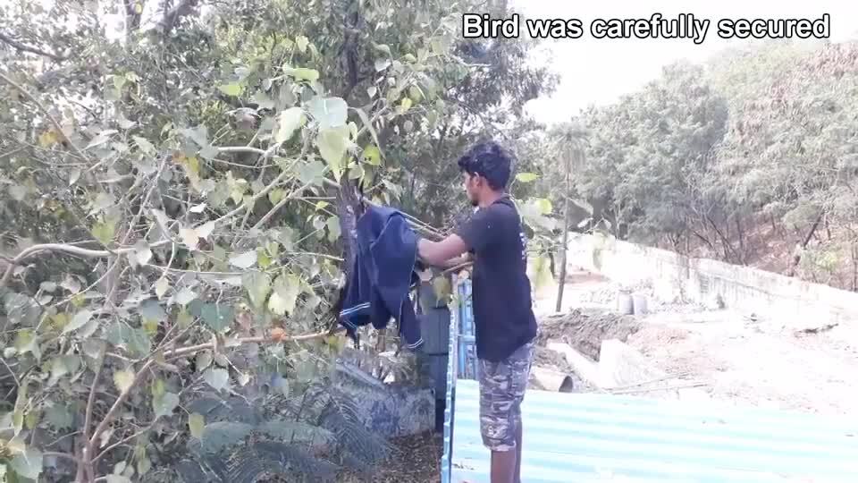 Guy Rescues Bird Entangled in String Hanging From Tree | Jukin Licensing