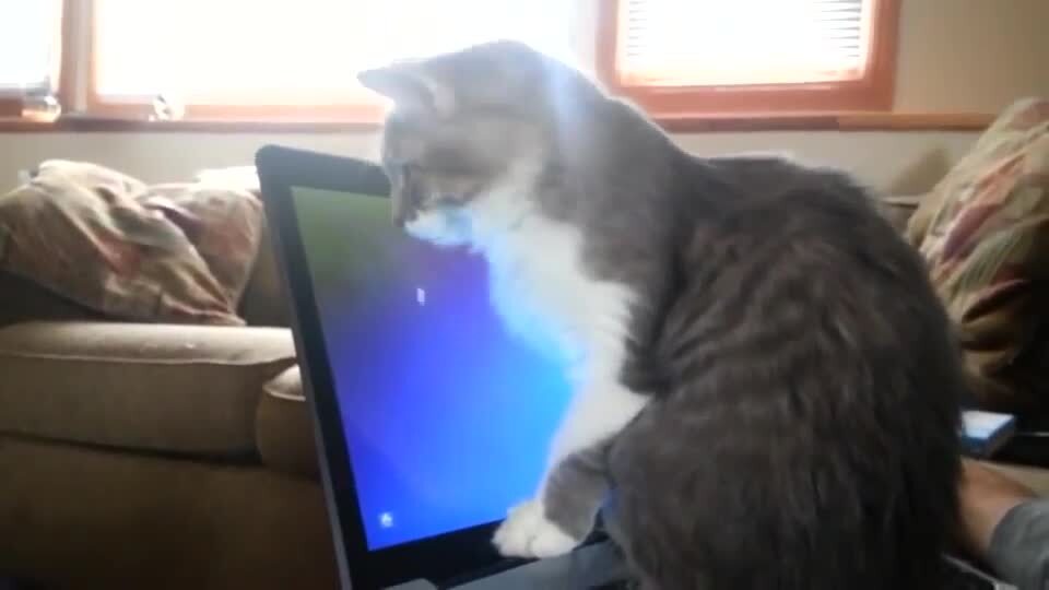 Kitten and Laptop Fall Off Couch | Jukin Licensing