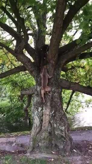 Pit Bulls Climb Up Tree and Fetch Ball | Jukin Licensing