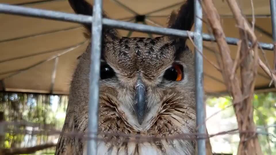 Owl Hoots at Human Who Visits Their Cage Who Hoots at it | Jukin Licensing