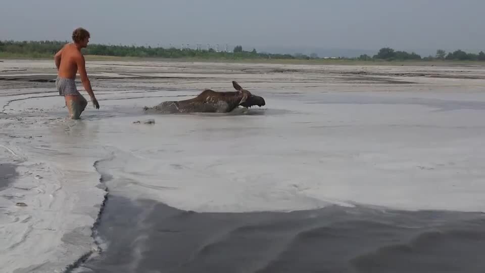 Guys in Boat Witness Moose Escape Mud | Jukin Licensing