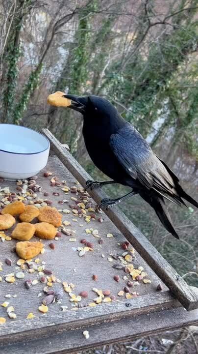 Crow Sweeps in to Feed on Chicken Nuggets at Bird Feeder | Jukin Licensing