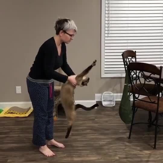 Siamese Cat Stretches When He Wants a Hug | Jukin Licensing