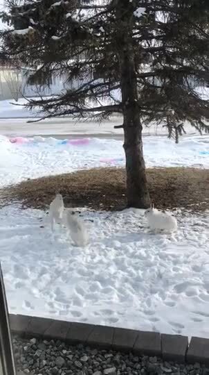 Three Rabbits Fight With Each Other | Jukin Licensing