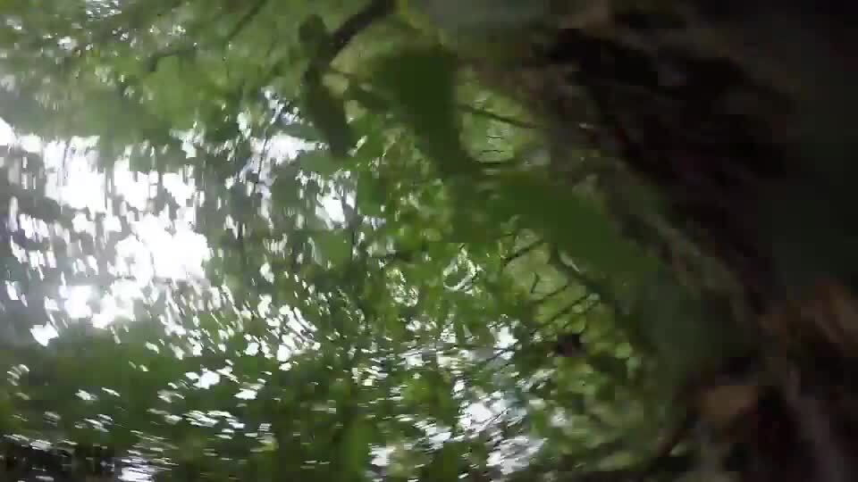 Eagle Knocks Down GoPro | Jukin Licensing