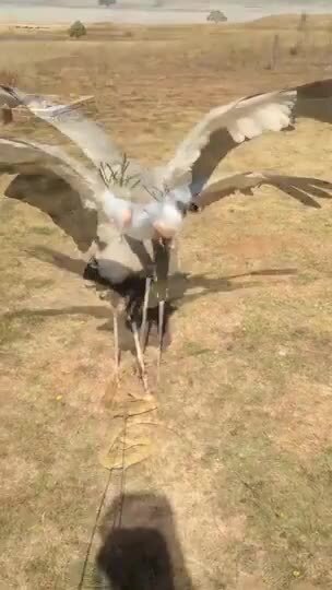 Secretary Bird Attacks Rubber Snake | Jukin Licensing