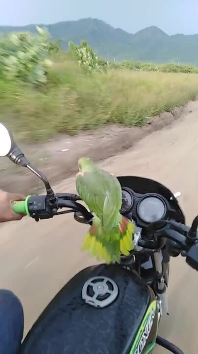 Parrot Loves His Motorcycle Ride | Jukin Licensing