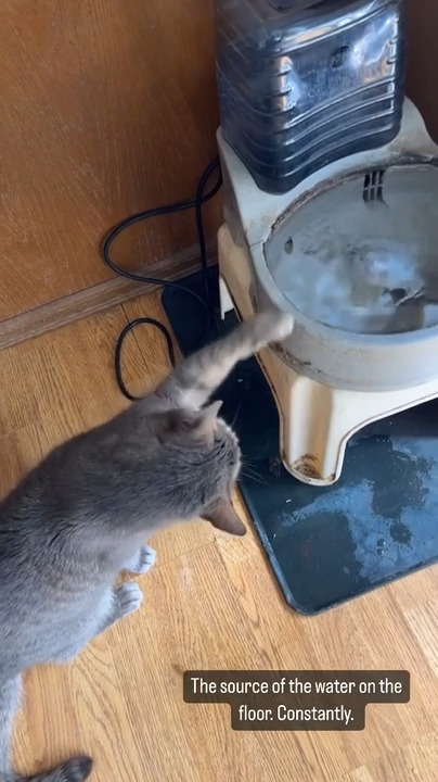 Cat Makes Mess by Drinking Water | Jukin Licensing