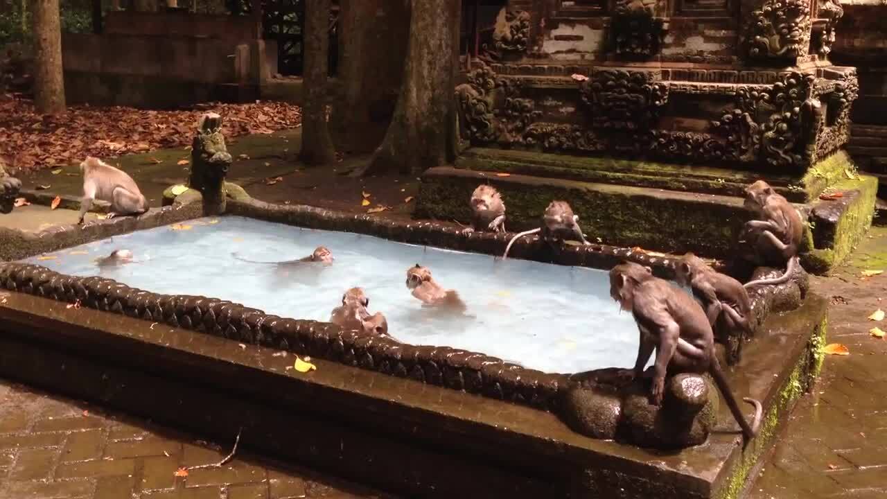 Monkeys Enjoy Swim in Scenic Pool | Jukin Licensing