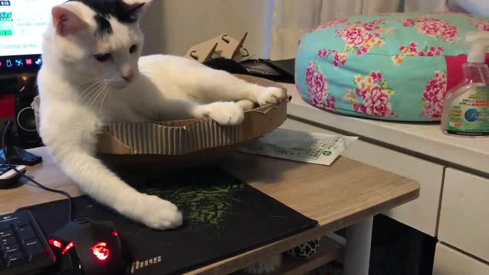 Kitten Falls Off Ledge Playing With Brother | Jukin Licensing