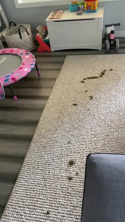 Pet Sitter Comes Home to Dog Poop All Over Friends' House | Jukin Licensing