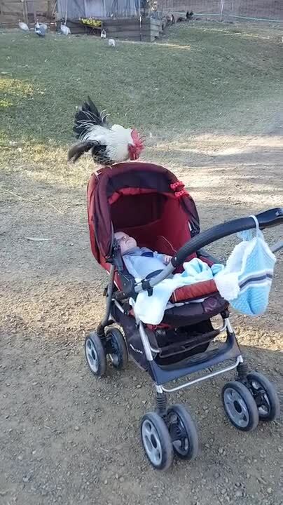 Rodney Rooster and His Best Mate | Jukin Licensing