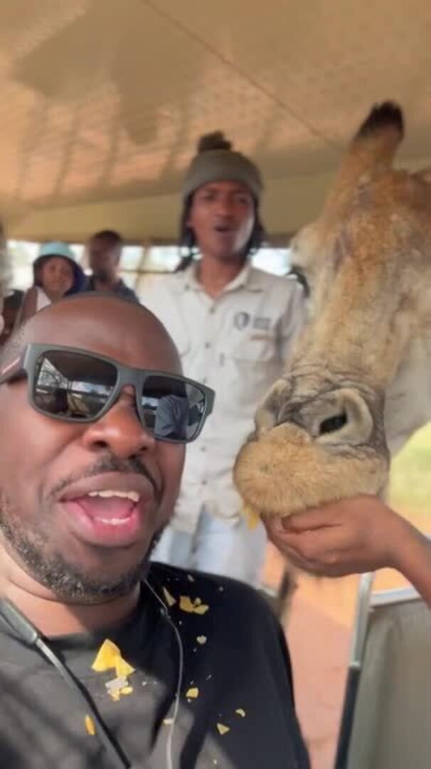 Giraffe Eats Chips During Safari | Jukin Licensing