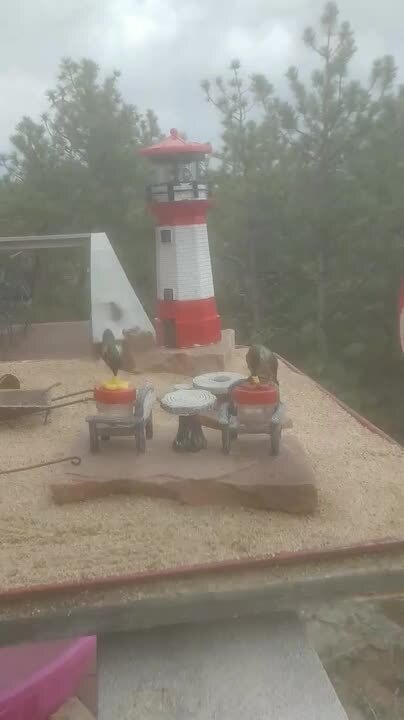 Hummingbirds Enjoy DIY Mini Water Park And Playground | Jukin Licensing