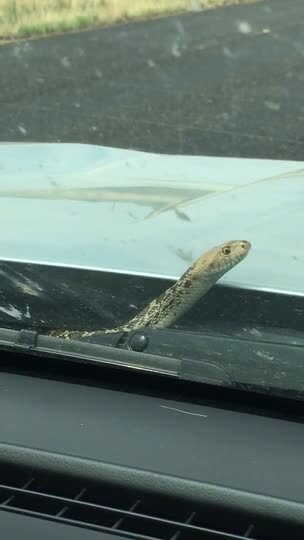 Snake Tries to Hitch a Ride | Jukin Licensing