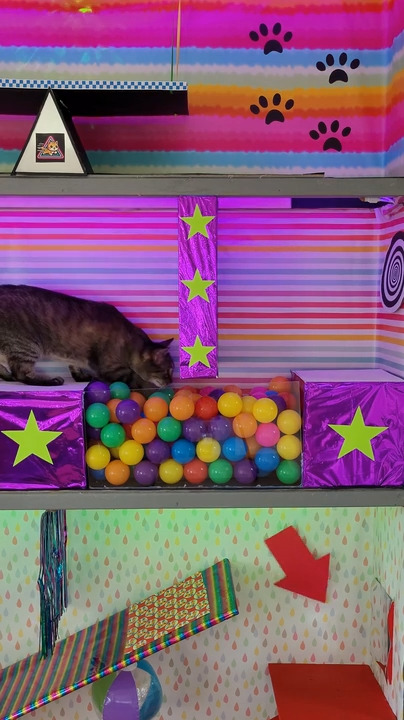 Cat Attempts Colourful Obstacle Course | Jukin Licensing