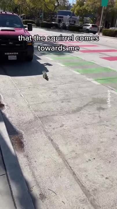 Man Waves His Arm to Call Wild Squirrel Towards Him | Jukin Licensing