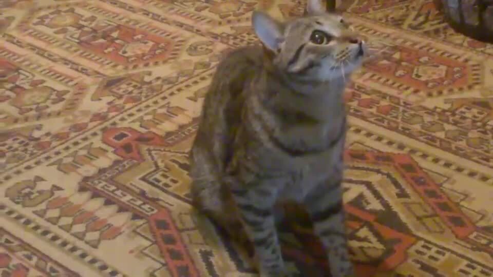 Cat Goes from Nap to Ninja in Record Time | Jukin Licensing