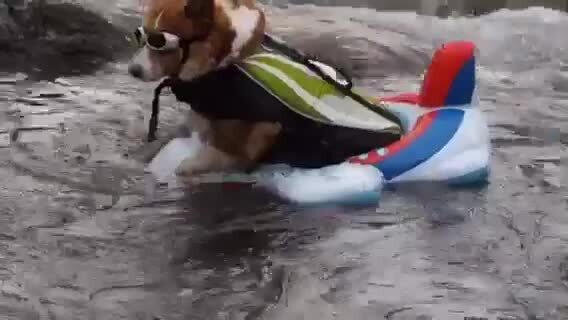 Corgi Falls Off Floaty in River | Jukin Licensing