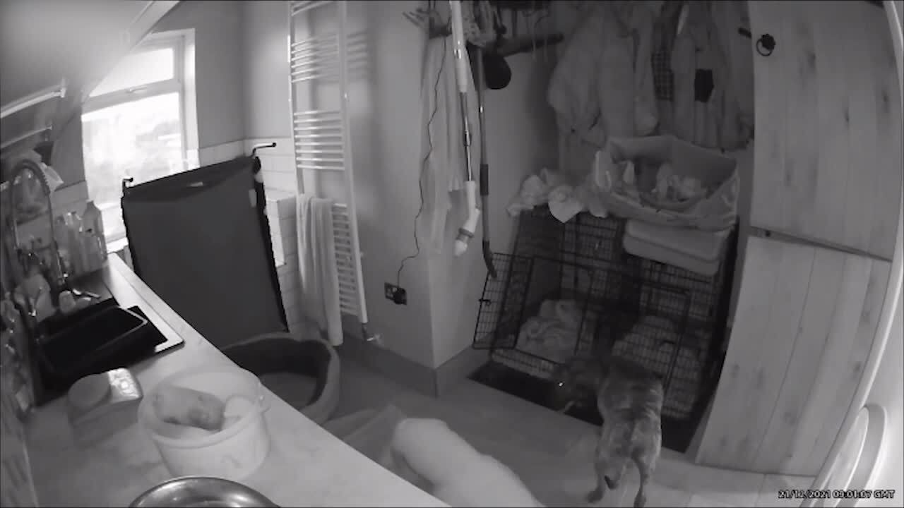 Labrador Steals Frozen Food From Countertop and Enjoys Meal With ...