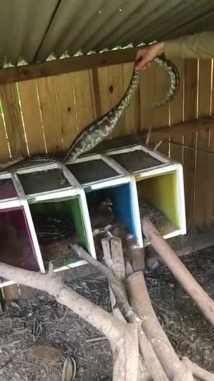 Guy Catches Two Pythons in Chicken Coop | Jukin Licensing