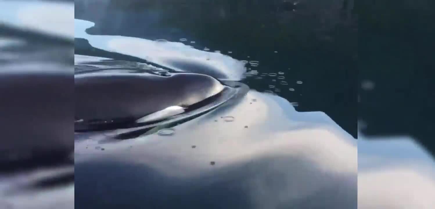 Friendly Orca Whale Appears Near Tourists' Boat | Jukin Licensing