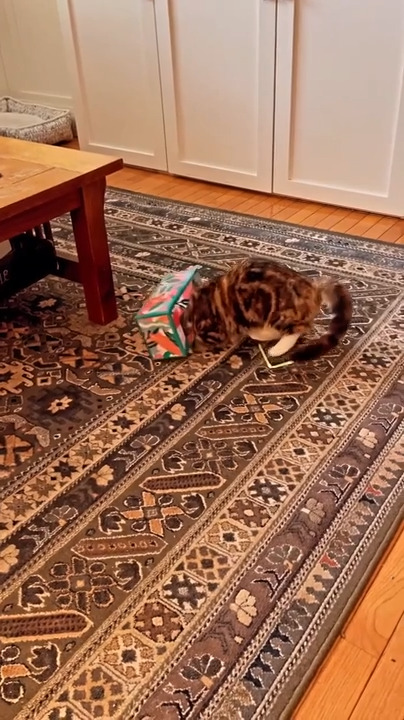 Munchkin Kitten With Head Stuck in Empty Tissue Box Struggles to Take ...