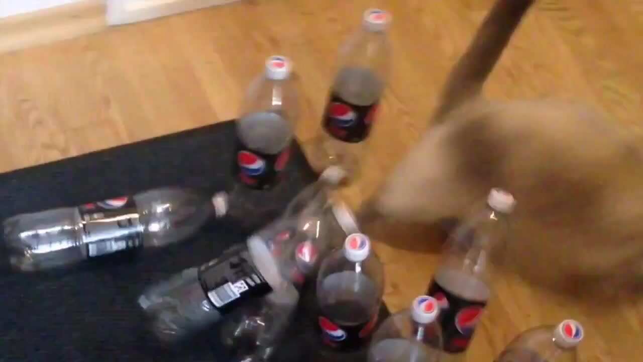 Guy Bowls with Cat and Soda Bottles | Jukin Licensing