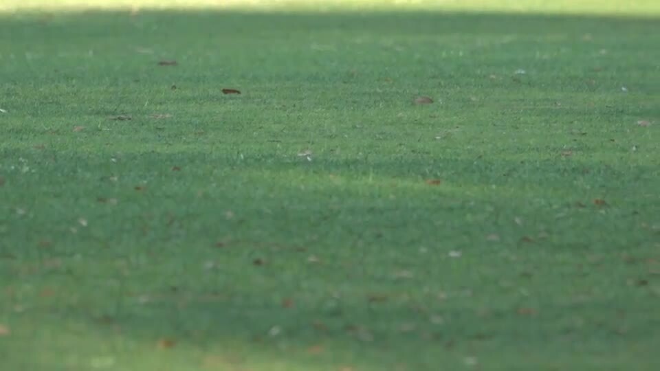 Mother Alligator Moves Her 16 Babies | Jukin Licensing