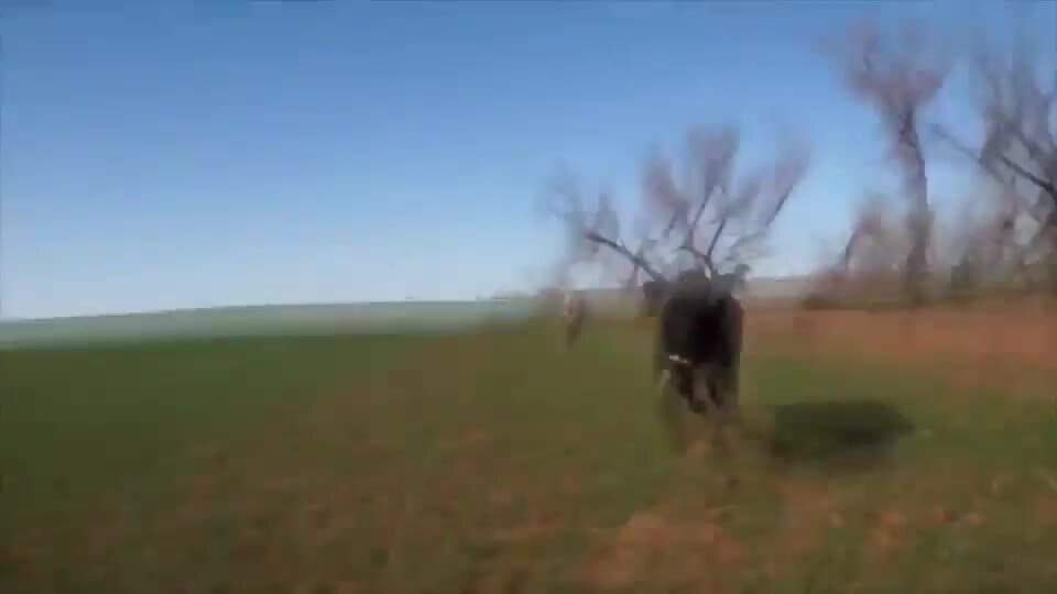 Mad Cow Attack | Jukin Licensing