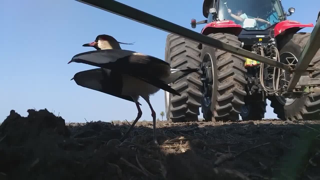 Farmer Lifts Tractor to Save Bird and Nest | Jukin Licensing