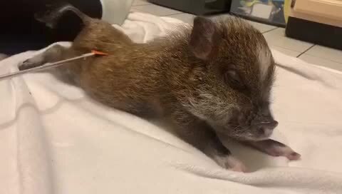 Piglet Gets Their Back Scratched With Stick | Jukin Licensing