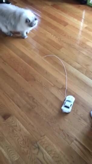 Cat Chases after String Attached to Toy Car | Jukin Licensing