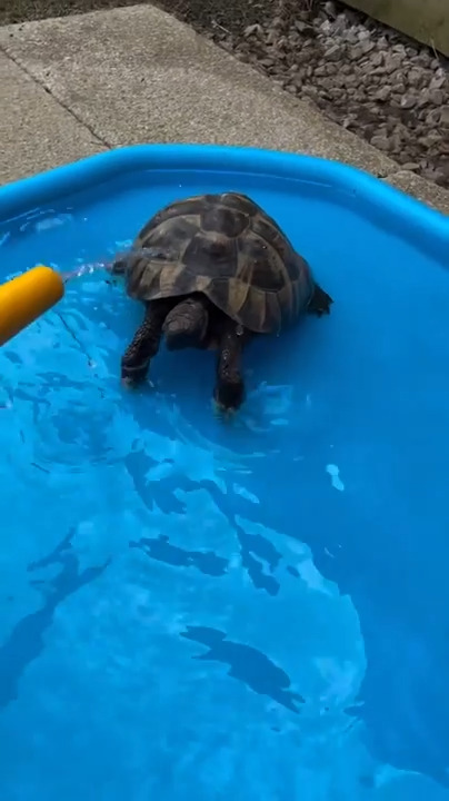 Hermann Tortoise Relaxes in Pool on Warm Day | Jukin Licensing