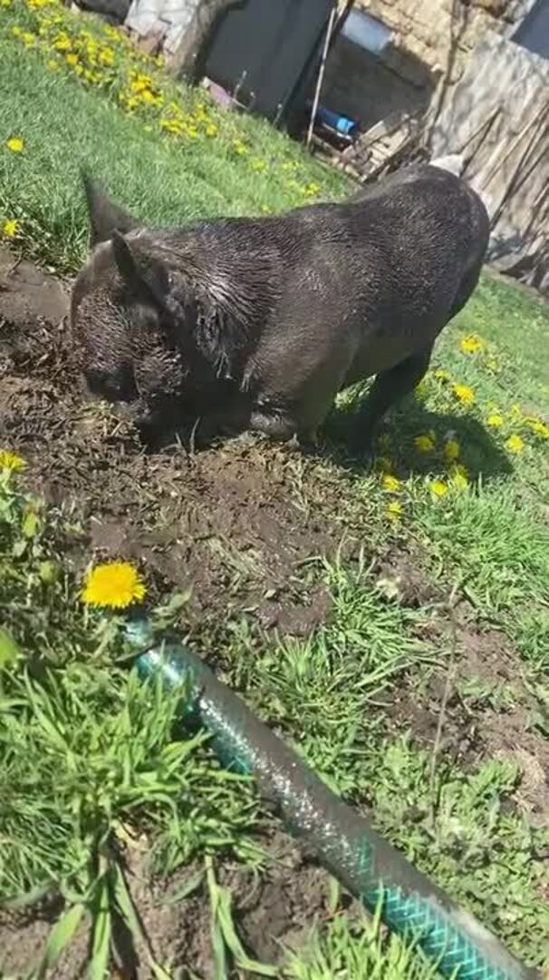 Dog Gets Face Covered in Mud While Digging and Playing in Muddy Puddle ...