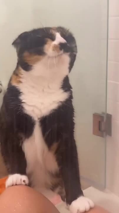 Shower Loving Cat Laps Up Falling Water | Jukin Licensing