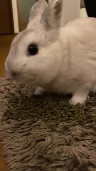 Picky Rabbit Tosses Away New Plate to Eat Off Ground Instead | Jukin ...