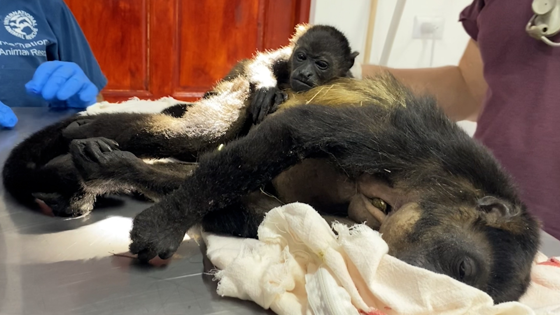 Baby Monkey Clings to Dead Electrocuted Mother | Jukin Licensing