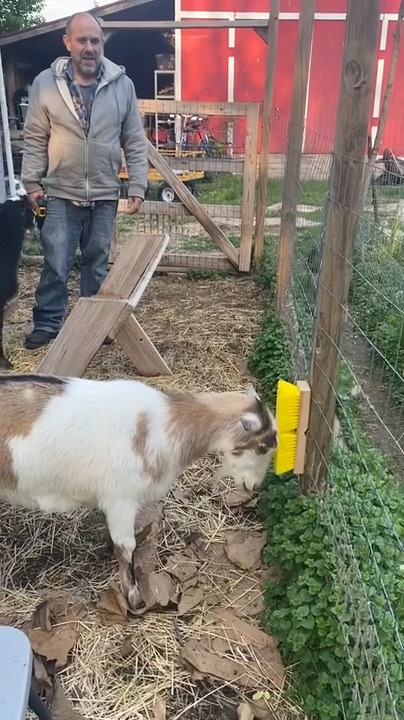 Man Installs Bristle Broom as Scratching Post for Goats | Jukin Licensing