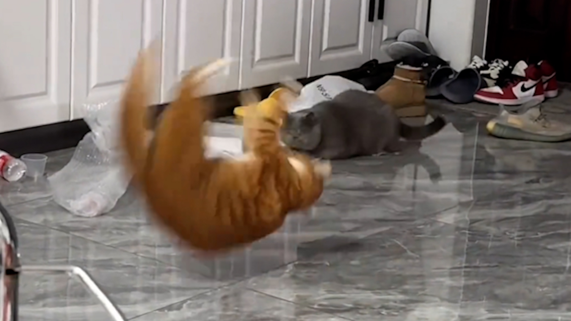 Cat Flips During Fight With Another Cat | Jukin Licensing