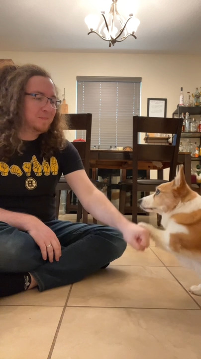 Corgi Does Not Like it When Owner Says Fail in Sign Language | Jukin ...