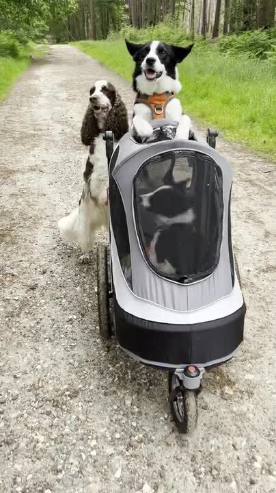 Two Dogs Push Stroller with Another Dog in it | Jukin Licensing