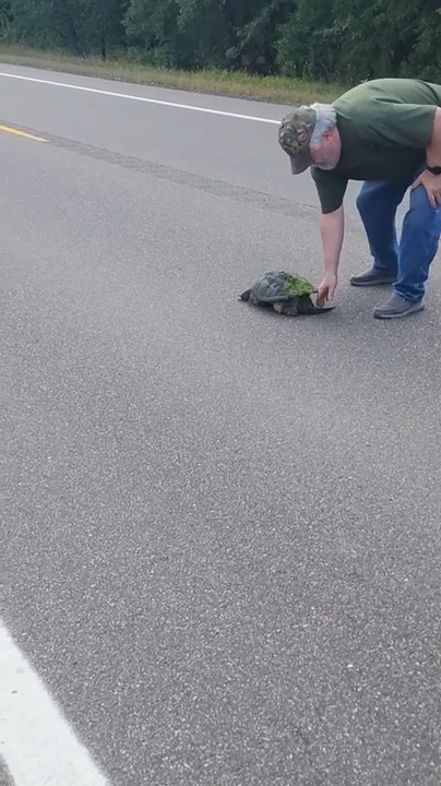 Man Trips and Falls While Trying to Help Snapping Turtle Cross Road ...