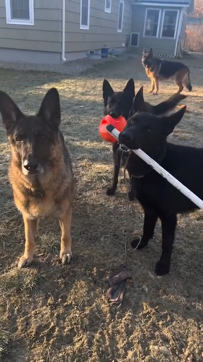 Four German Shepherd Dogs Excited to Play | Jukin Licensing