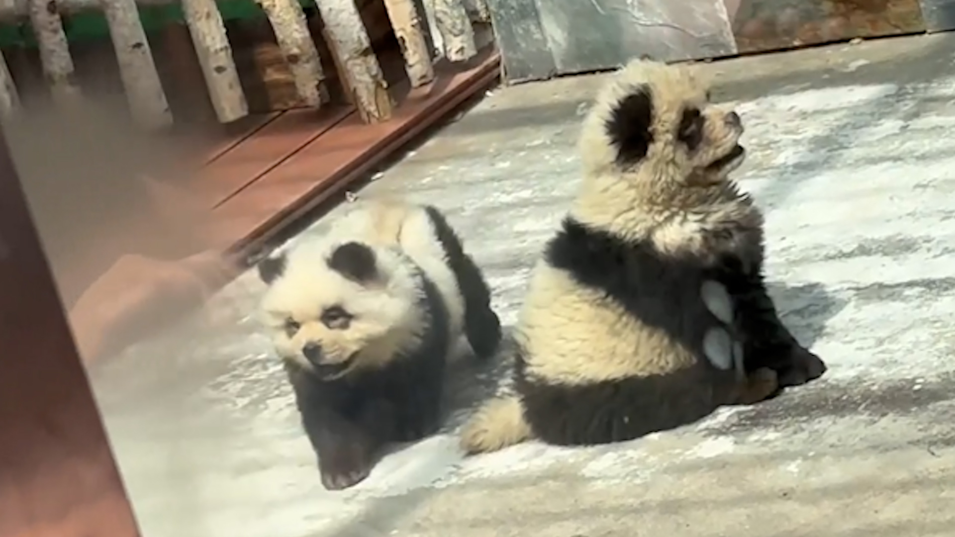 Panda Dogs Captivate Zoo Visitors in China | Jukin Licensing