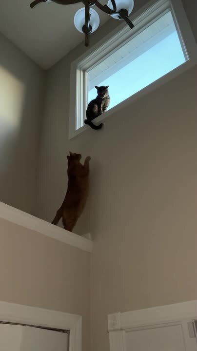 Orange Cat Falls Down Wall After Failed Attempt at Annoying Other Cat ...