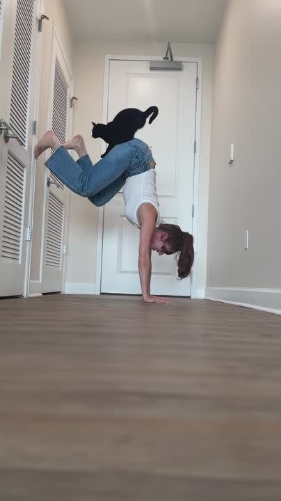 Cat Jumps on Woman Performing Handstand | Jukin Licensing