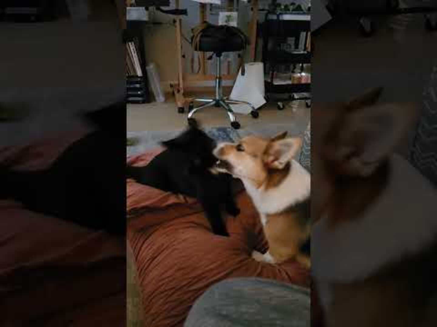 Corgi and Rescued Stray Cat Love Playing Together | Jukin Licensing